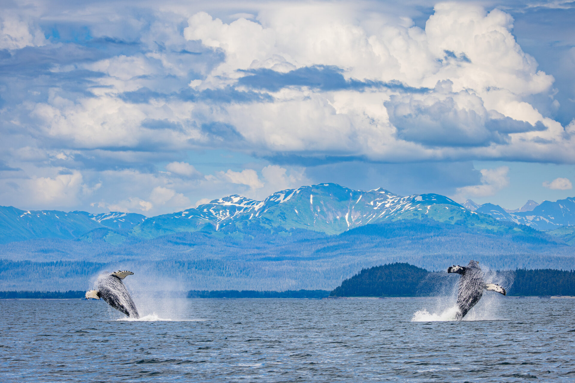 Celebrating Ocean Victories of 2025 - Ocean Conservancy
