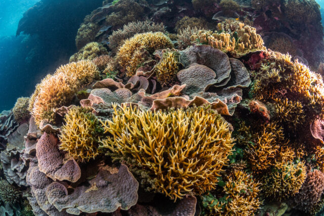 What is Coral Bleaching and Why is it Bad News for Coral Reefs? - Ocean ...