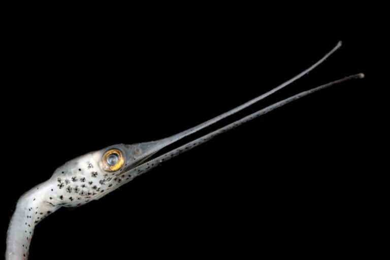 What is a Snipe Eel? - Ocean Conservancy