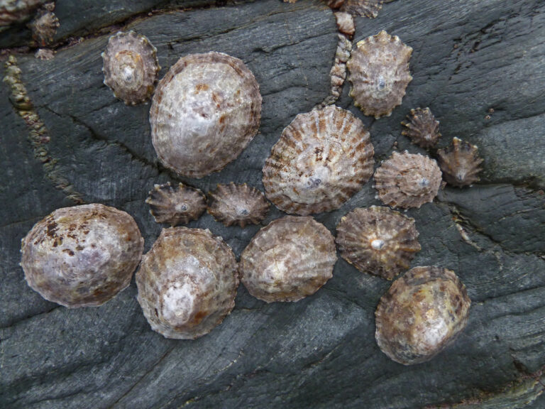 What are Limpets and Why Do They Matter to Our Ocean? - Ocean Conservancy
